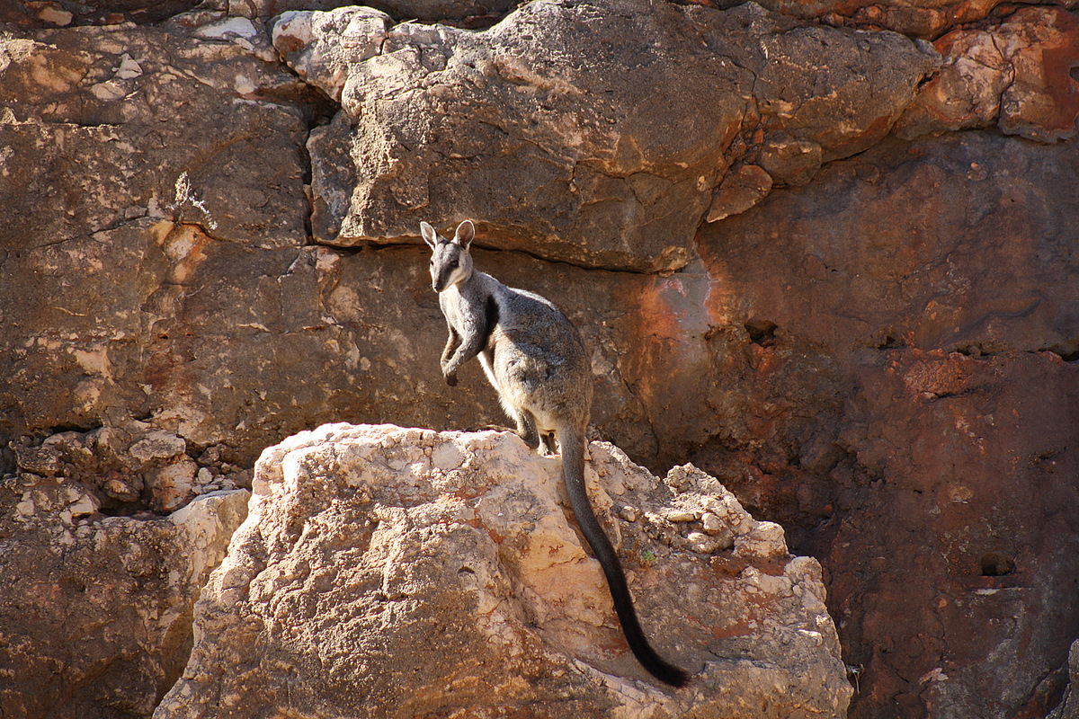 Black-flanked Rock-Wallaby | Project Noah