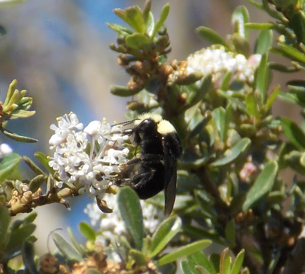 Yellow-faced Bumblebee | Project Noah