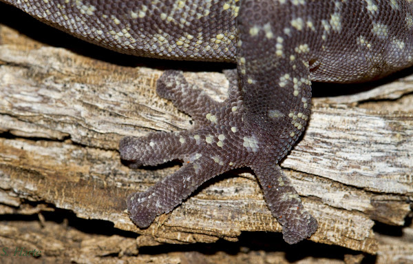 Marbled Velvet Gecko | Project Noah