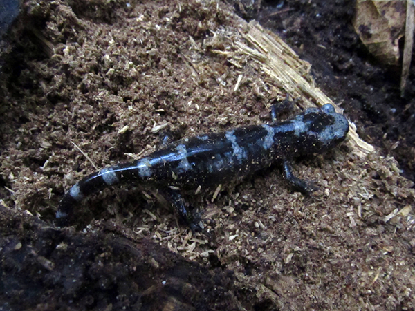 Marbled salamander | Project Noah