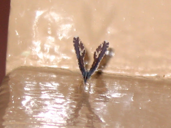 derbid planthopper | Project Noah