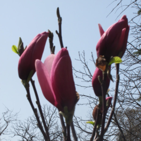 Magenta magnolia | Project Noah