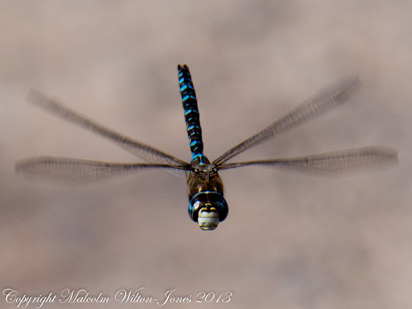 Common Hawker | Project Noah