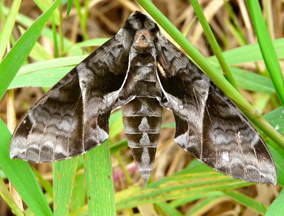Anchemola Sphinx Moth | Project Noah