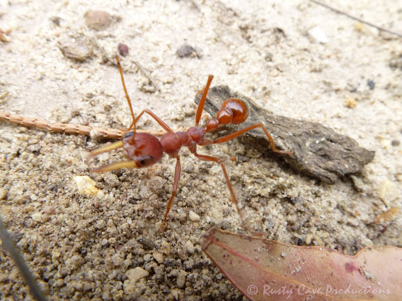 Red Bull Ant | Project Noah