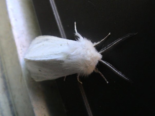 White Furry Moth | Project Noah