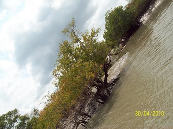 sundari tree | Project Noah