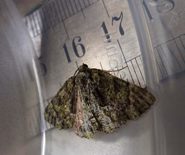 Lemon Tea-tree Moth | Project Noah