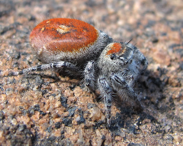 Jumping Spider (Gravid) | Project Noah