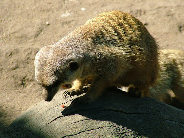 Meerkat | Project Noah