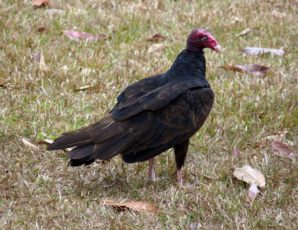 Red Head Vulture - Gallote - Noneca | Project Noah