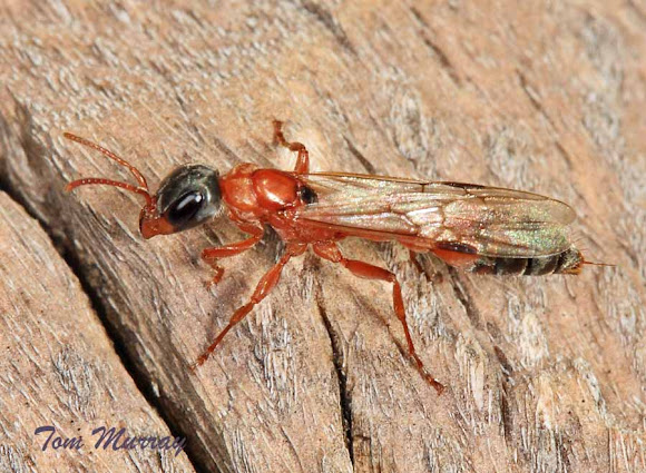Elongate Twig Ant | Project Noah