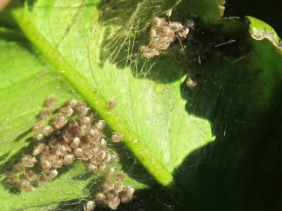 Baby Two-Spined spiders | Project Noah