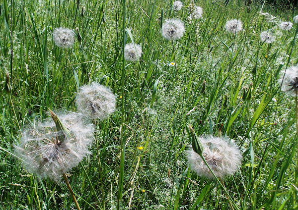 Yellow Goat's Beard (wildflower) | Project Noah
