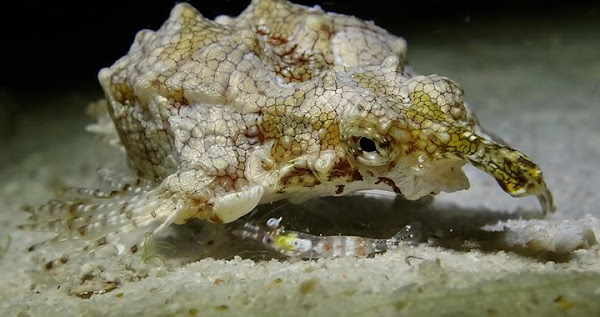 Sea Moth / Pegasus | Project Noah