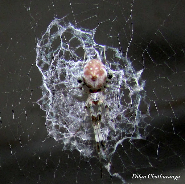 Hackled Orb Weaver | Project Noah