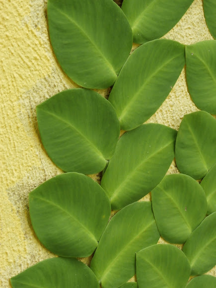 Shingles Plant | Project Noah