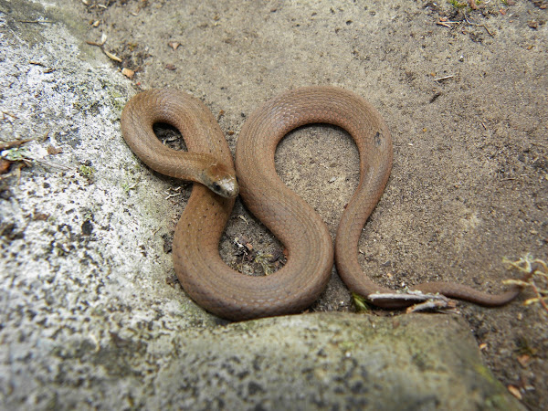Mountain Earth Snake | Project Noah