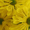 Yellow Button Mums | Project Noah