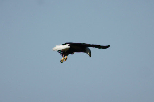Bald Eagle | Project Noah
