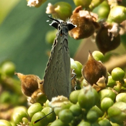 Common Guava Blue | Project Noah