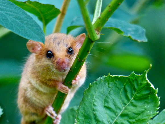 Hazel dormouse | Project Noah