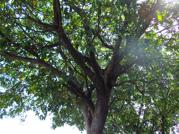 Ingaí | Project Noah