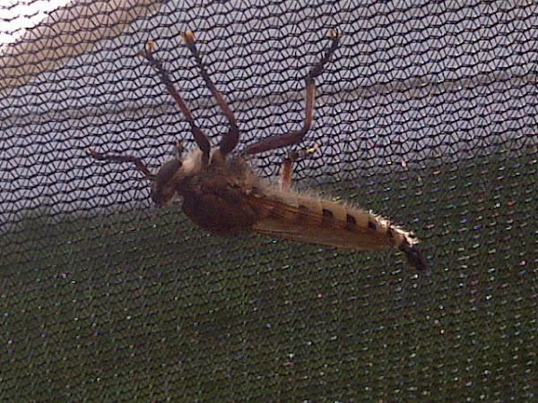 Breaded Robber Fly | Project Noah