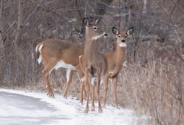 White-tailed Deer | Project Noah