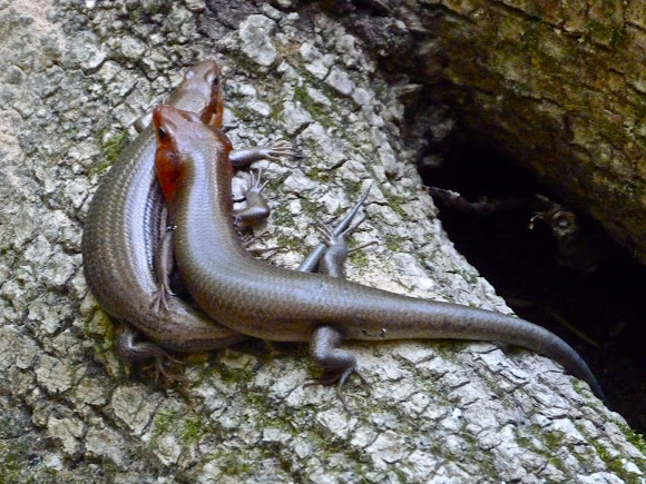 Broad-headed skinks (mating) | Project Noah