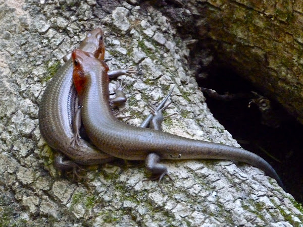 Broad-headed skinks (mating) | Project Noah