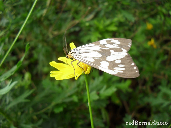 Marbled White Moth | Project Noah