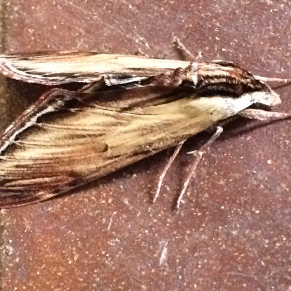 Fawn Sphinx | Project Noah