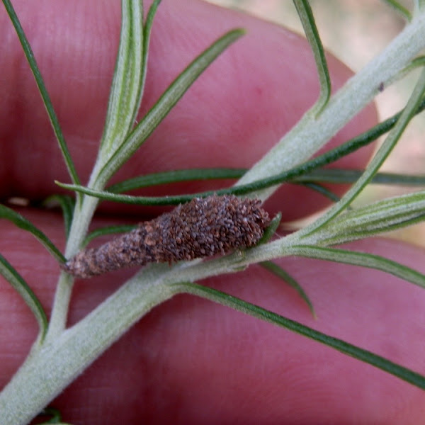 Cone Case Moth | Project Noah