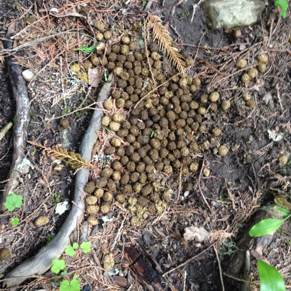 American Beaver scat | Project Noah