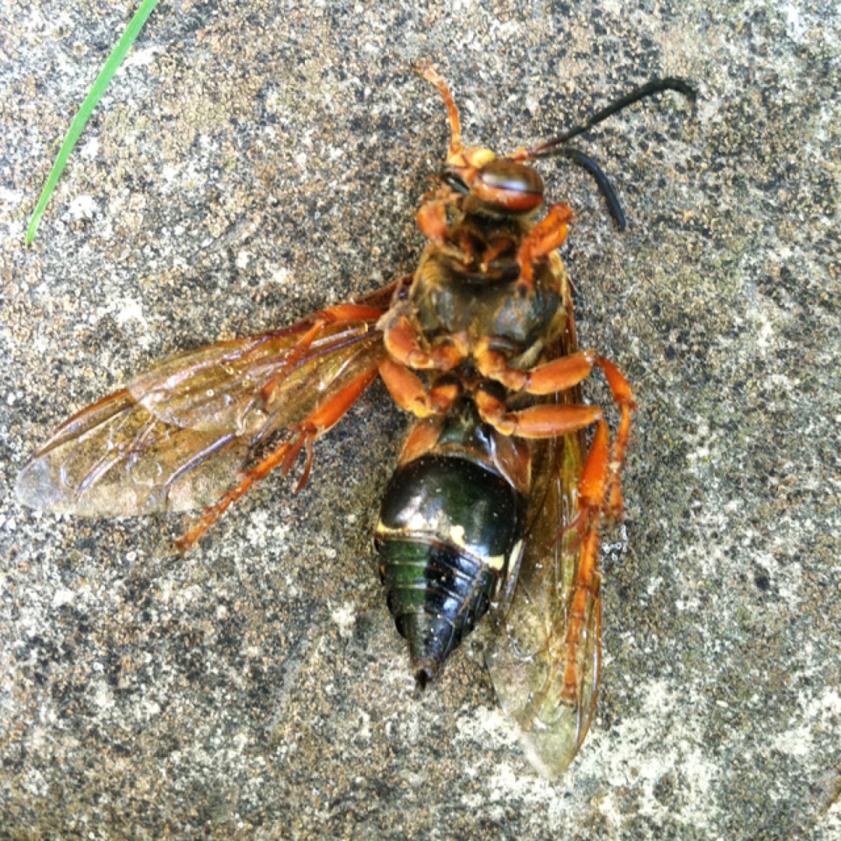 Cicada Killer Wasp | Project Noah