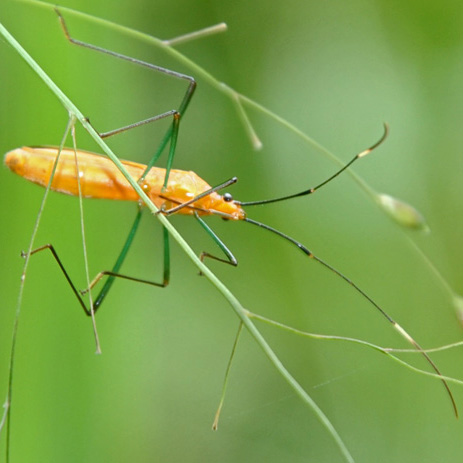 Paddy bug | Project Noah