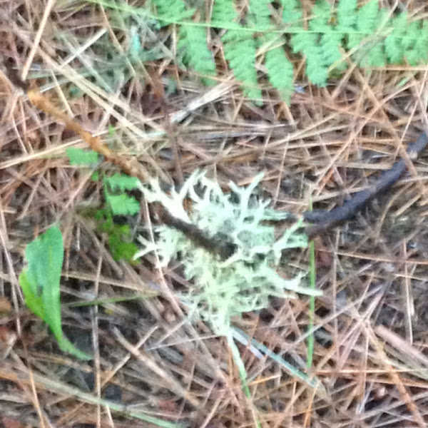 Lichen | Project Noah