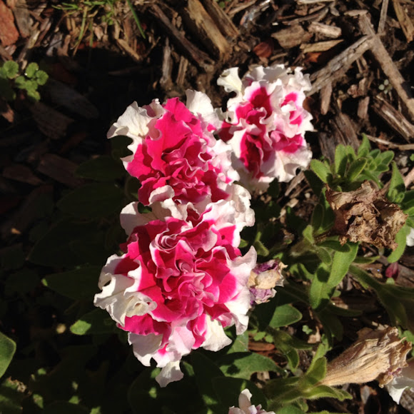 Pink ruffle petunia | Project Noah