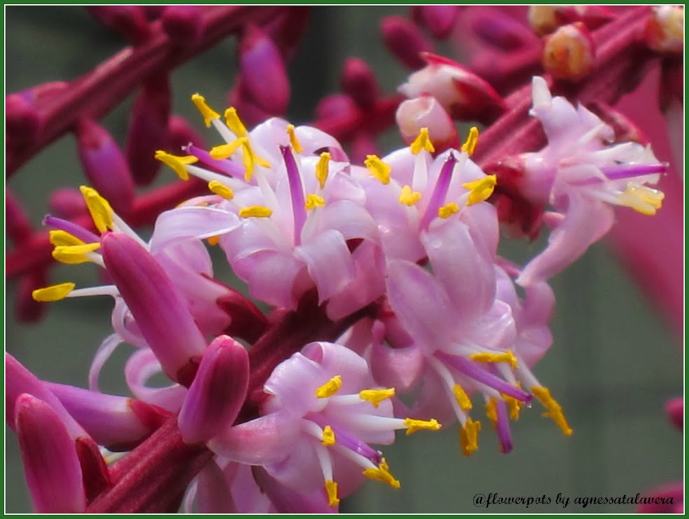 Cordyline Ti Plant | Project Noah