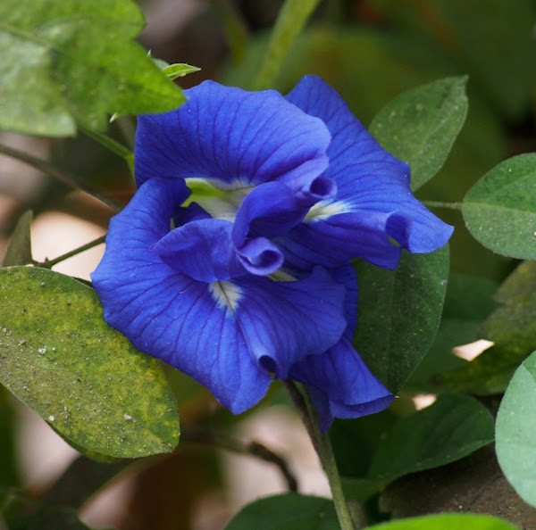 Butterfly Pea | Project Noah