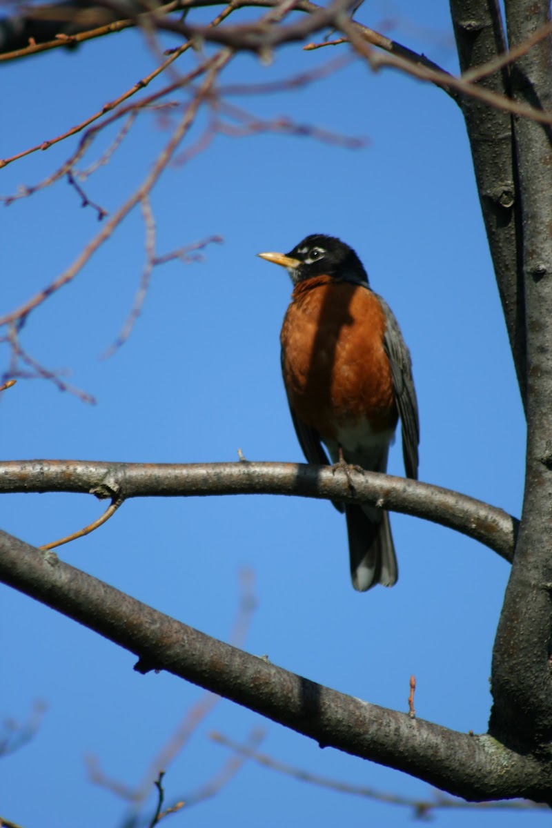 American Robin | Project Noah