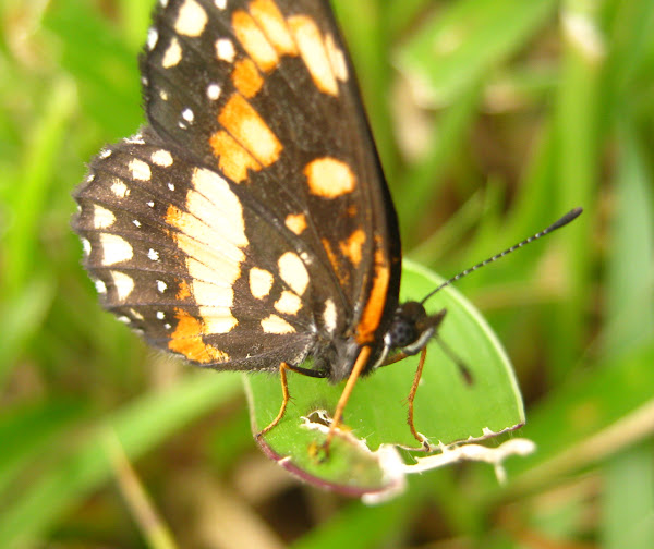 Bordered Patch | Project Noah