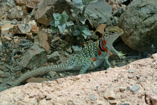 Great Basin Collared Lizard | Project Noah