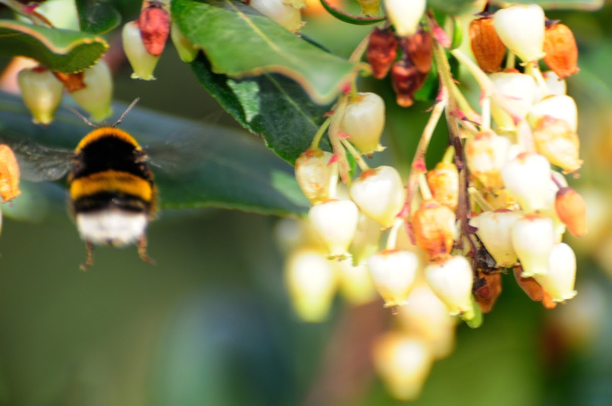 Buff-tailed bumblebee, abejorro común | Project Noah