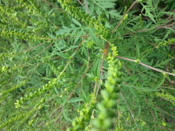 Ragweed | Project Noah