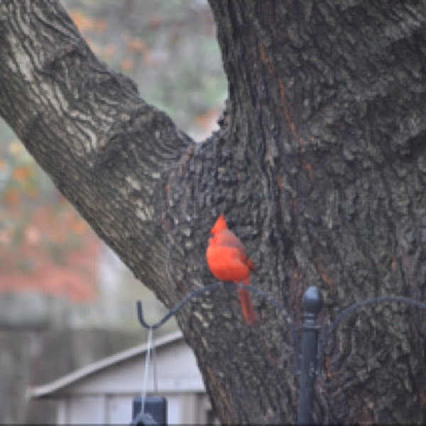 Cardinal | Project Noah