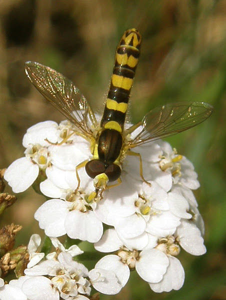 Hoverfly/syrphid or flower fly | Project Noah