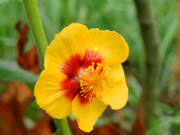 Indian Mallow | Project Noah