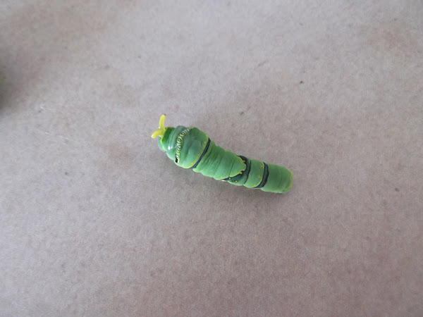 Asian Swallowtail or Chinese Yellow Swallowtail | Project Noah